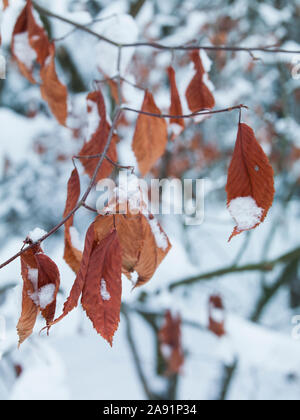 Snow-covered withered leaves on the ground in early winter Stock Photo ...