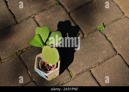 Closeup hoya kerrii or sweetheart tree or sometimes called lucky heart ...