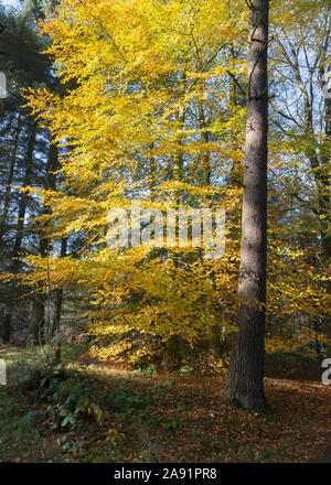 The Adderstone in Dalby Forest, North Yorkshire, UK Stock Photo - Alamy