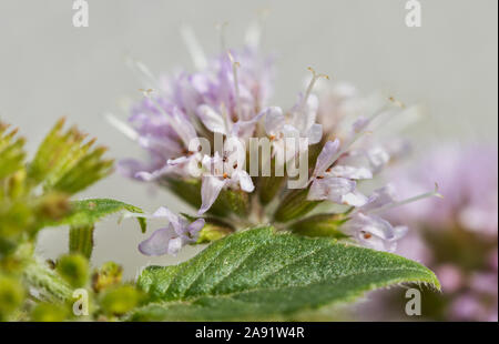 Blossom of mentol plant in a garden Stock Photo - Alamy
