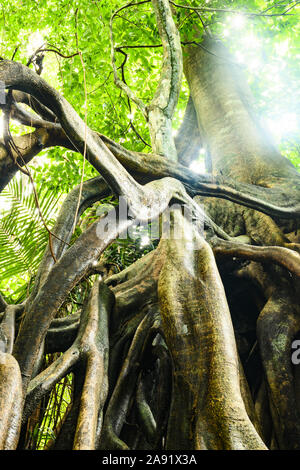 Kapok Tree (Ceiba pentandra) with buttress roots in the rainforest of ...