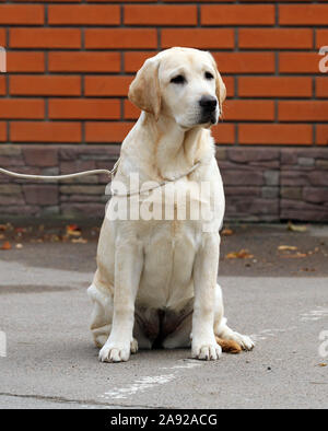 the sweet yellow labrador sitting in the park Stock Photo - Alamy