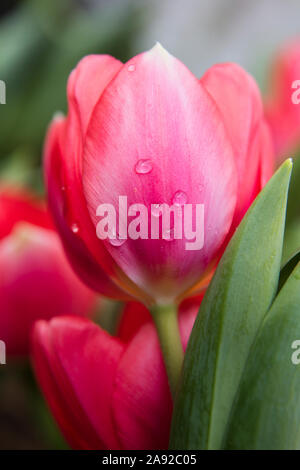 Water drops on a tulip Stock Photo - Alamy