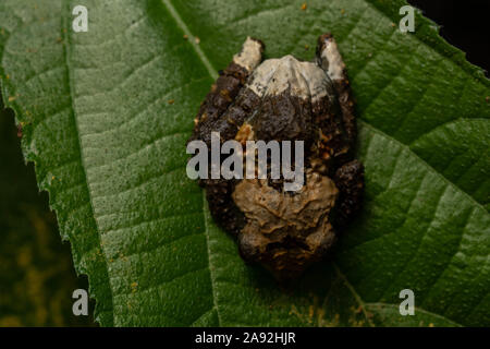 White-spotted Bug-eyed Frog (Theloderma albopunctatum) from Cúc Phương ...