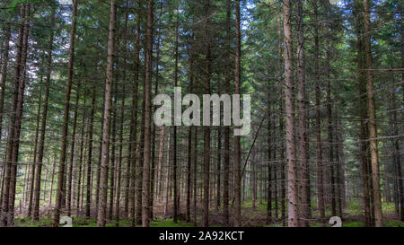 sweden swedish forest pine tree trees timber industry tall dense thick ...