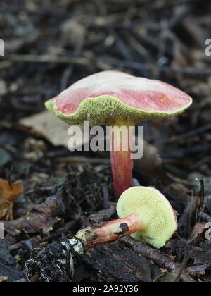 Ruby bolete (Boletus rubellus / Xerocomus rubellus) showing underside ...