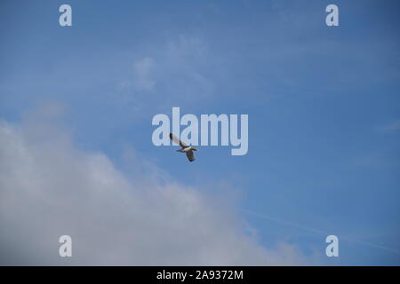 A Seagull Gracefully Diving in the blue sky Stock Photo - Alamy