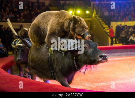 performance of brown bears buffalo in the circus arena Stock Photo - Alamy