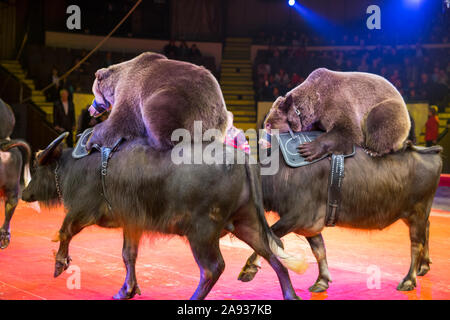 performance of brown bears buffalo in the circus arena Stock Photo - Alamy