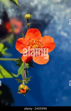 Beautiful bright red Geum flower (Rosaceae species) photographed ...