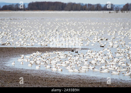 Snow Geese resting during spring Migration Stock Photo - Alamy