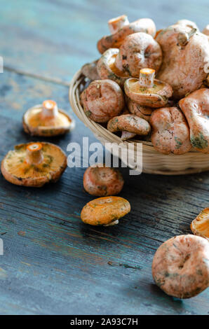 Fresh Spruce Milkcap mushrooms in wooden basket Stock Photo - Alamy