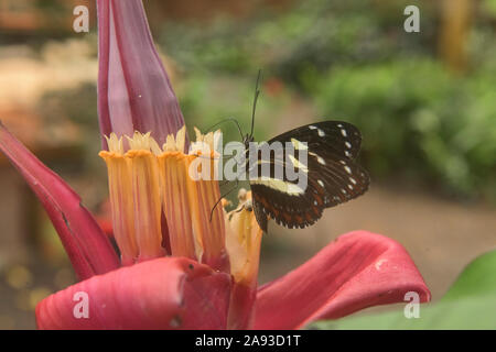 False zebra longwing butterfly (Heliconius atthis) drinking from a ...