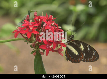 False zebra longwing butterfly (Heliconius atthis) drinking from a ...