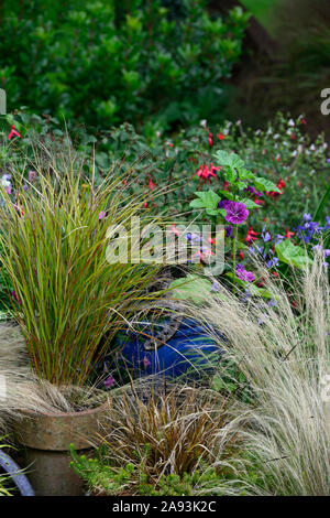 Stipa tenuissima Pony Tails,grass,grasses,pot,pots,container gardening ...