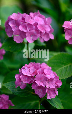 Hydrangea macrophylla,mophead hydrangea,blue,purple,flower,flowers ...