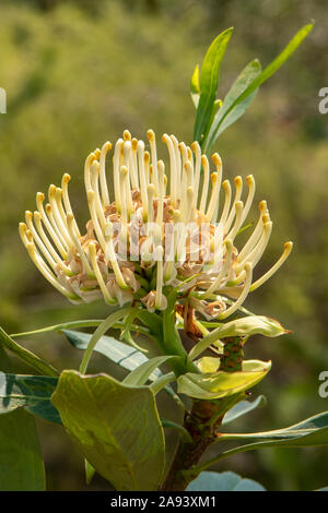 Telopea Shady Lady White Stock Photo - Alamy