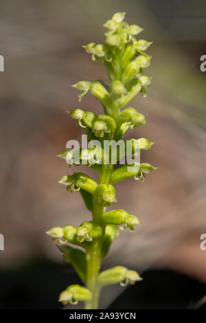 Microtis arenaria, Notched Onion-orchid in Baluk Willam Flora Reserve ...