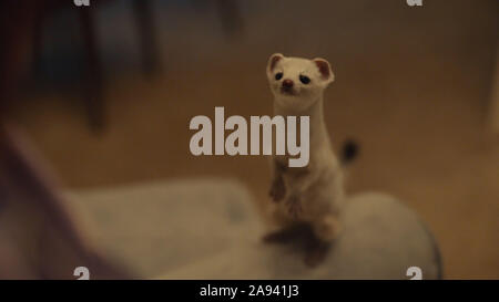 London.UK. Shifting daemon Pantalaimon (voiced by Kit Connor) in a ...