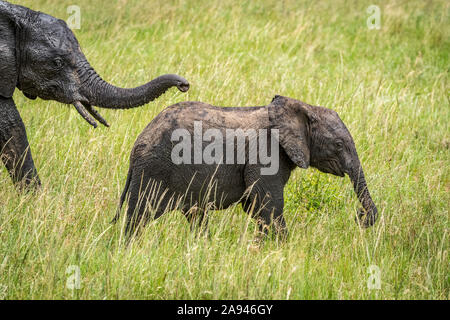 African bush elephant calf ahead of mother Stock Photo - Alamy