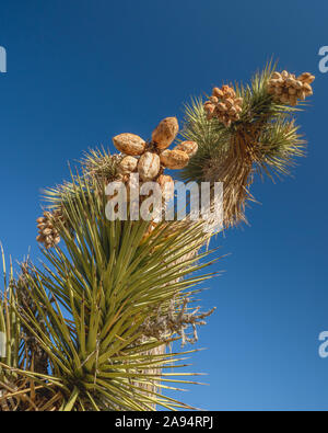 Seed pods on Palm tree Stock Photo - Alamy