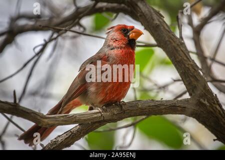A cardinal sits on a tree branch in the snow during a winter storm on ...