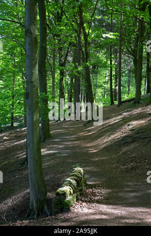 A woodland path through mature Beech trees on a foggy day Stock Photo ...