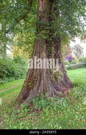 Ulmus laevis Ulmus laevis Stock Photo - Alamy