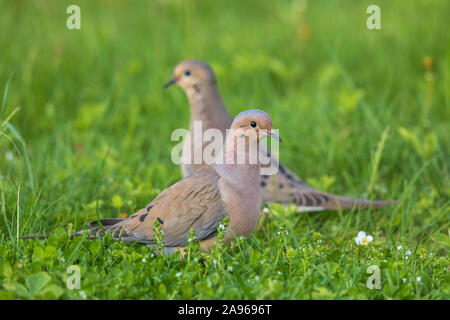 Mourning doves in northern Wisconsin Stock Photo - Alamy