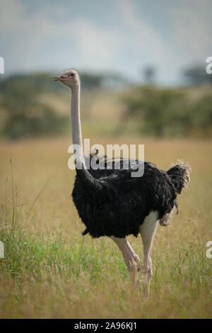 Common ostrich stands in grass watching camera Stock Photo - Alamy