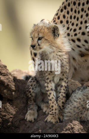 Cheetah sits beside cub on grassy mound Stock Photo - Alamy