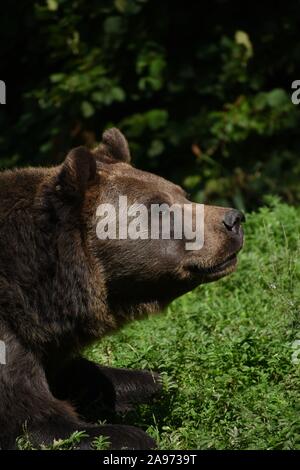Brown bear sunbathing Stock Photo - Alamy