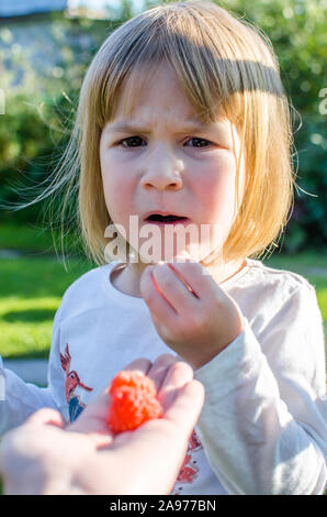Cute little girl eating raspberries without hands. Pretty kid eating ...
