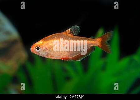 Hyphessobrycon eques,Serpasalmler,Serpa tetra Stock Photo - Alamy
