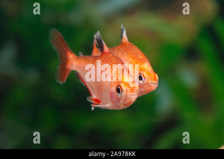 Hyphessobrycon eques,Serpasalmler,Serpa tetra Stock Photo - Alamy