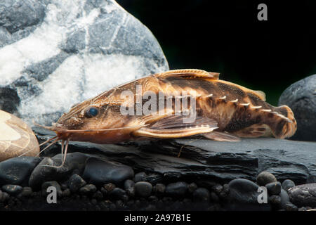 Megalodoras uranoscopus,Schneckendornwels,Giant Raphael Catfish Stock ...