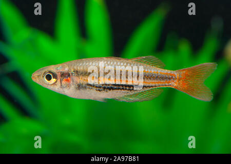 Melanotaenia splendida rubrostriata,Rotgestreifter Regenbogenfisch ...