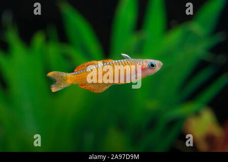 Pseudomugil luminatus,Red-Neon-Blauauge,Paskai Blue Eye Stock Photo - Alamy