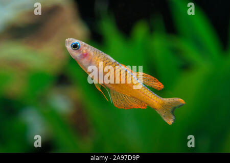 Pseudomugil luminatus,Red-Neon-Blauauge,Paskai Blue Eye Stock Photo - Alamy