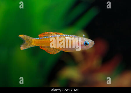 The red neon blue-eye (Pseudomugil luminatus), male Stock Photo - Alamy
