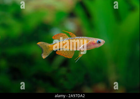 Pseudomugil luminatus,Red-Neon-Blauauge,Paskai Blue Eye Stock Photo - Alamy