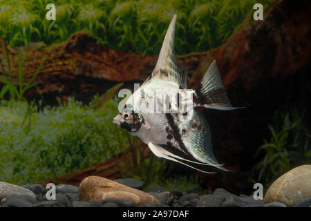 Pterophyllum scalare Platinum Marmor,Segelflosser,Angelfish Stock Photo ...