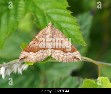 Shaded broad-bar moth, Scotopteryx chenopodiata Stock Photo - Alamy