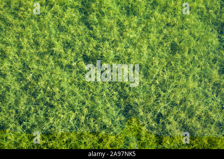 Green algae closeup view. Background texture wallpaper Stock Photo - Alamy