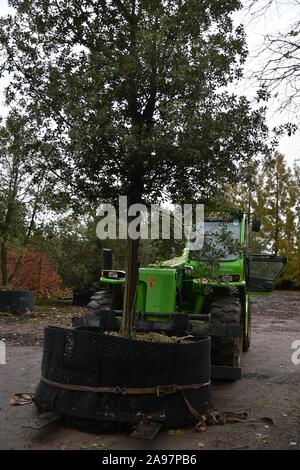 Tree nursery worker using heavy lifting equipment Stock Photo - Alamy