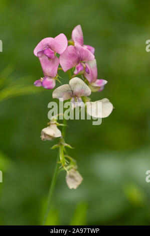 Lathyrus heterophyllus,Verschiedenblaettrige Platterbse,Norfolk ...