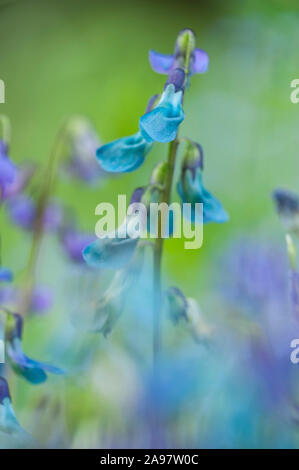 Lathyrus vernus,Fruehlings-Platterbse,Spring Vetchling Stock Photo - Alamy