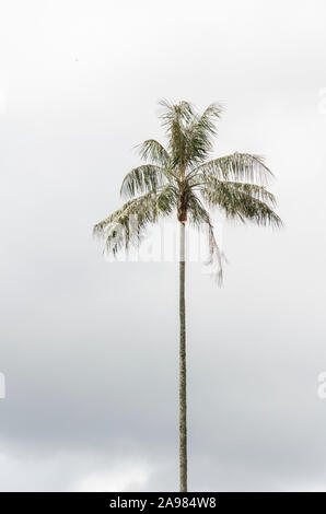 Quindio wax palm, Ceroxylon quindiuense, national tree of Colombia and ...