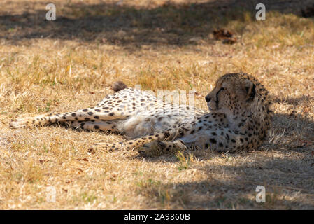 portrait of a wonderful cheetah relaxing in the grass Stock Photo - Alamy