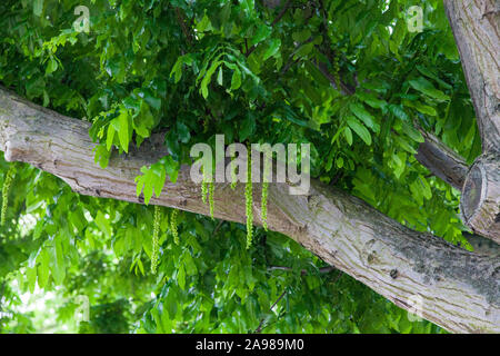 Caucasian Wing Nut Trees, Pterocarya Fraxinifolia native to the ...